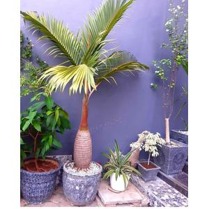 Jual Tanaman Pohon Palem Botol - Bibit Tanaman Palem Botol - Kota Batu ...