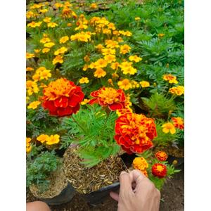 Jual Tanaman Bunga Cosmos - Tanaman Hias Kenikir Import - Kuning - Kota ...
