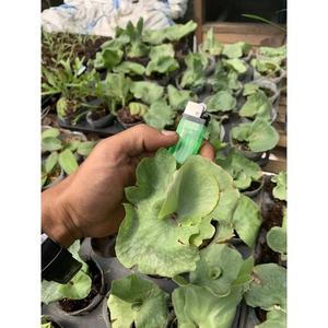 Jual Terapik platycerium wandae atau simbar menjangan papua size baby ...