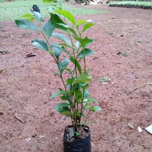 Jual Pohon Pagar Tetehan//Tanaman Pagar Tehtehan. - Kota Depok ...