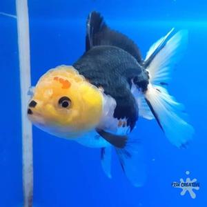 Jual IKAN MAS KOKI ORANDA PANDA THREE COLOR - TREE COLLOR, 6 - TANCHO ...