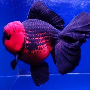Jual ikan mas koki oranda panda tancho - 12cm kurleb - Kab. Tulungagung ...