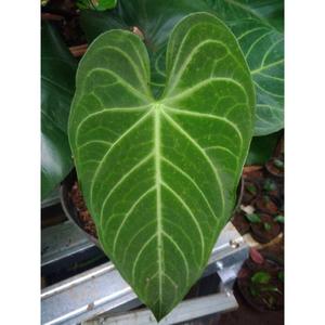 Jual tanaman hias anthurium magnificum verde kuping gajah verde ...