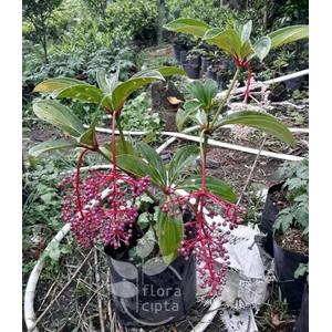 Jual ASLI! BIBIT TANAMAN PARIJOTO/POHON BUAH PARIJOTO/OBAT HERBAL ESTU ...