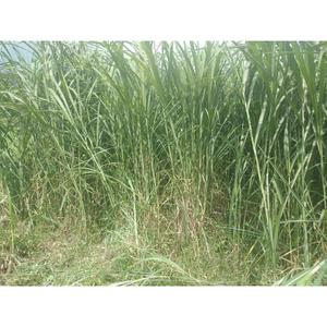 Jual New Bibit Rumput Gajah Raja King Grass Perkilo Rumput Pakan Sapi ...
