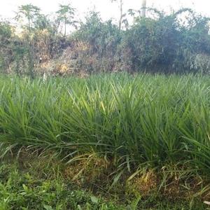 Jual Sale Benih Rumput Odot Gajah Kolonjono Kemasan 50Kg Rumput Ternak ...