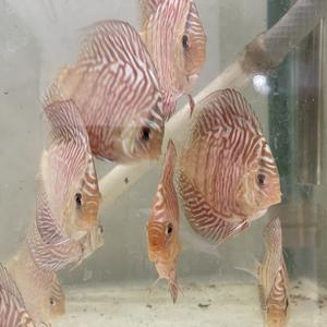 Jual Ikan Discus Tiger 2 inch - Kab. Bogor - JURAGAN IKAN 999 | Tokopedia