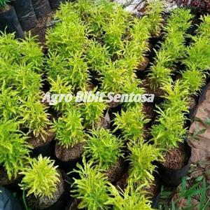 Jual Tanaman hias brokoli kuning - pohon brokoli kuning Premium ...