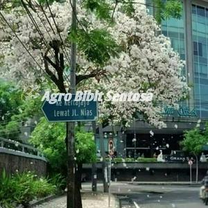 Jual Tanaman hias tabebuya bunga putih tinggi 1 meter - putih Premium ...