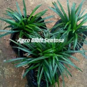 Jual Tanaman hias kucai mini - tanaman pengganti rumput - untuk list ...