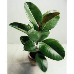 Jual tanaman hias karet kebo Ficus merah Hidup Berakar Sehat - SBGroup ...