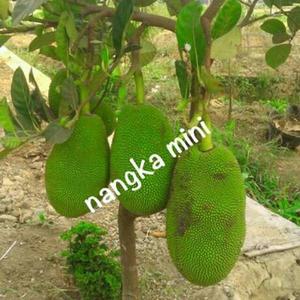 Jual BIBIT BUAH NANGKA MINI TANAMAN NANGKA MINI SIAP BERBUAH DI ...