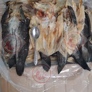 Jual Ikan Gabus Kering Tawar grade A Asli Kalimantan 1 kg - Kota ...