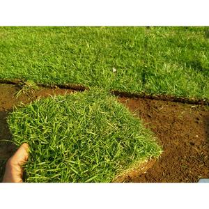 Jual Tanaman Rumput Jepang Per 1 Meter - Rumput Jepang Per 1 Meter ...