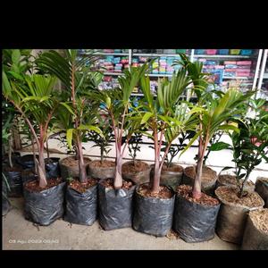 Jual Tanaman hias palm botol, palem botol merah, bagus - Kota Bandung ...