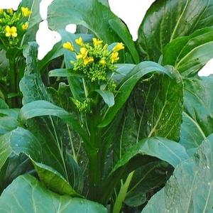 Jual 50 biji benih sawi bunga manis f1 choy sum bibit sayuran caisim ...