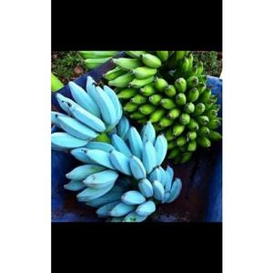 Jual biji benih tanaman pisang blue java / benih pisang / pisang biru ...
