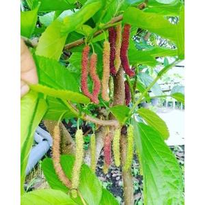 Jual long mulberry / murbei / bibit tanaman hidup pohon buah berry ...