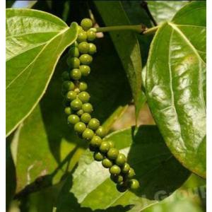 Jual bibit tanaman lada perdu jenis lebar daun kecil benih lada perdu ...