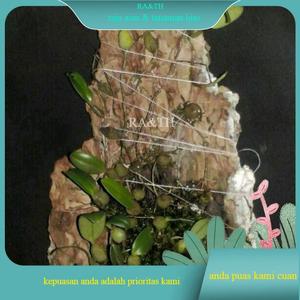 Jual anggrek mini Bulbophyllum triflorum cantik istimewa (RA&TH) - Kota ...