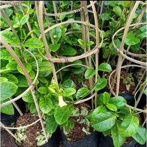 Jual Ajir tanaman melingkar_ajir bambu - 50 cm - Kota Bekasi - CAHAYA ...