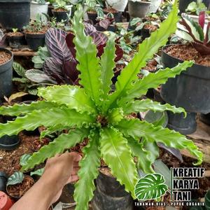 Jual Tanaman hias kadaka osaka - Kadaka Osaka - Kab. Bogor - Kreatif ...
