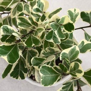Jual ficus triangularis variegata - Jakarta Barat - gikora | Tokopedia