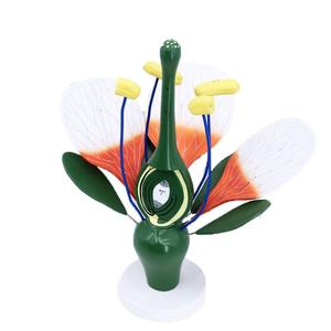 Jual Struktur Bunga Dicotyledonous Khas Tanaman Hijau Benang Sari ...