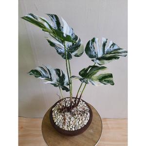 Jual POHON AKAR MONSTERA VARIEGATA ARTIFICIAL/TANAMAN PALSU/TANAMAN ...