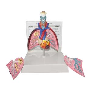 Jual Model Anatomi Organ Manusia Ukuran Hidup Model Paru-paru ...