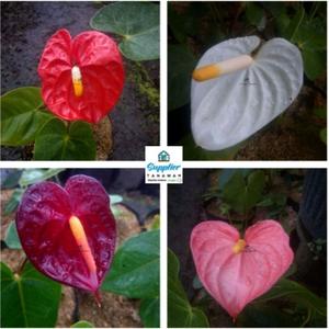 Jual Paket 4 pohon Tanaman Bunga Anthurium Bangkok - Kab. Tangerang ...