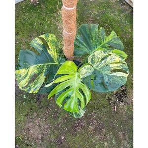 Jual Monstera Marmorata varigata golden / monstra marmo variegata ...