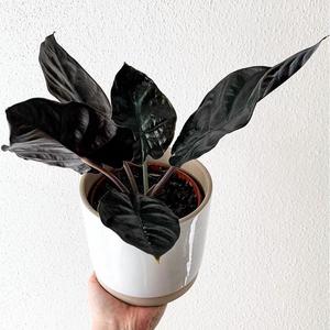 Jual Alocasia infernalis black indo asli / Alocasia Black magic asli ...