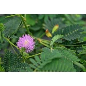 Jual DAUN PUTRI MALU SEGAR 1kg PUTRIMALU - Kab. Pangandaran - DAYA ANAGATA NUSANTARA | Tokopedia