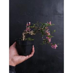 Jual Bonsai Sakura Micro Mini Cantik - Kota Surabaya - Poro Yoro ...