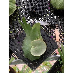 Jual platycerium wandae atau simbar menjangan wandae spesies papua ...