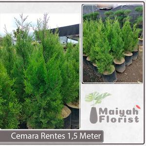 Jual Cemara Rentes 1,5 Meter - Cemara Wangi - Tinggi - Taman - Tanaman ...
