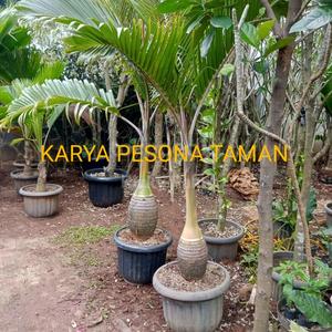 Jual Palem Botol / pohon palem botol - Kab. Bogor - KARYA PESONA TAMAN ...