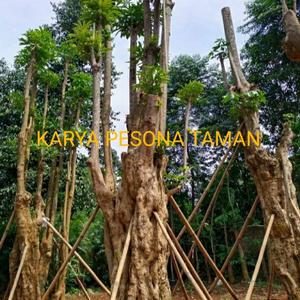 Jual Pule fosil / pohon pule besar diameter pohon 3-4 mtr - Kab. Bogor ...