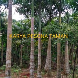 Jual Pohon Palem Raja besar - Kab. Bogor - KARYA PESONA TAMAN | Tokopedia