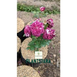 Jual Pohon Bunga Mawar Scented Jewel Dewasa Berbunga dan Bercabang ...