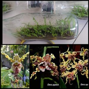 Jual MSR228- Bibit Anggrek Spesies dalam botol - Alien Orchid Den ...