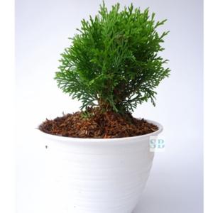 Jual Tanaman Daun Cemara Enoki mini pohon cemara bergaransi - Kota Batu ...