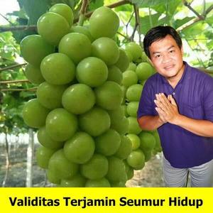 Jual Bibit Anggur Import Shine Muscat - pohon anggur shine muscat hijau ...