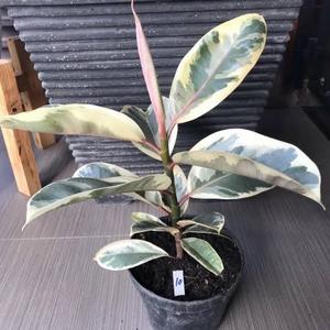 Jual tanaman hias karet kebo varigata/ tanaman ficus elastica+pot ...