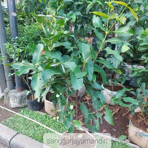 Jual pohon jambu air deli madu merah sudah berbunga/berbuah - Kota ...