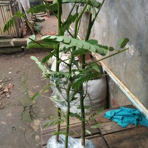 Jual pohon solobium/parahiba tinggi 50-60 cm - Kota Surabaya - Vidi Vn ...