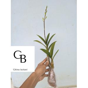 Jual Anggrek Dendrobium Poper Red Sudah Spike Knop Berbunga PROMO ...