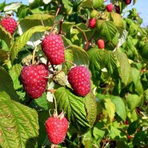 Promo Bibit Tanaman Buah Rasberi Import / Raspberry Polka - Kota Batu ...