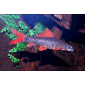 Jual IKAN HIAS AIR TAWAR RED FIN SHARK RED TAIL - Kab. Bandung - Zeng ...